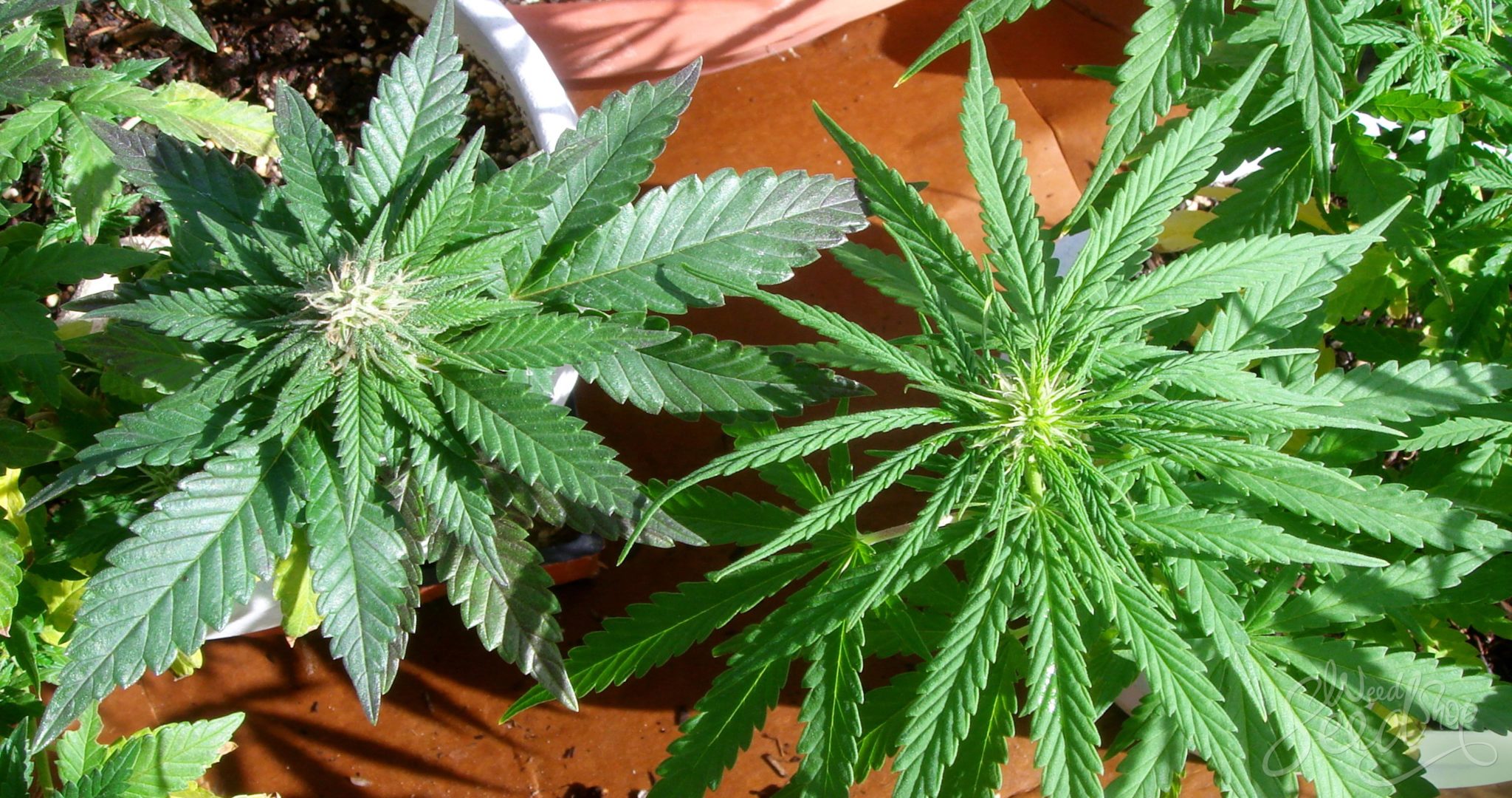 Dónde es legal la marihuana en México: todo lo que hay que saber